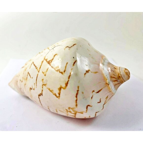 Natural | Accents | Vintage Natural Noble Volute Cymbiola Nobilis Large ...
